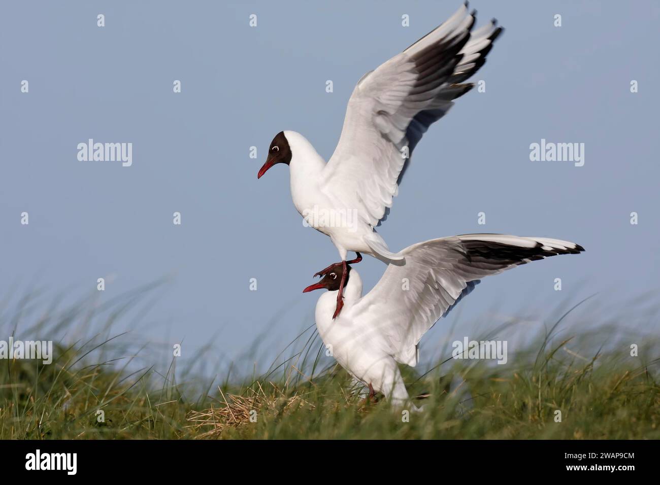 Black-headed Black-headed Gull (Chroicocephalus ridibundus), pair ...