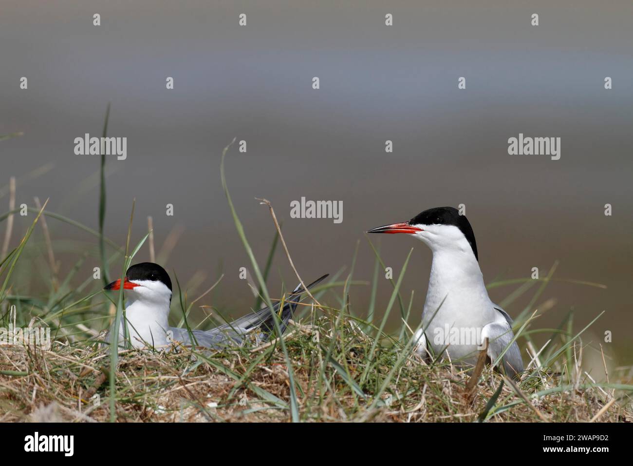 Common Tern (Sterna hirundo), breeding pair, pair in the colony, Lower ...