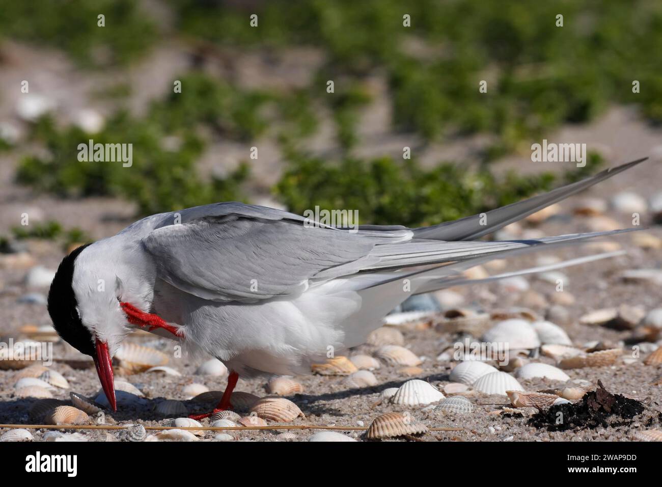 Common Tern (Sterna hirundo), animal grooming its feathers, Lower Saxon ...