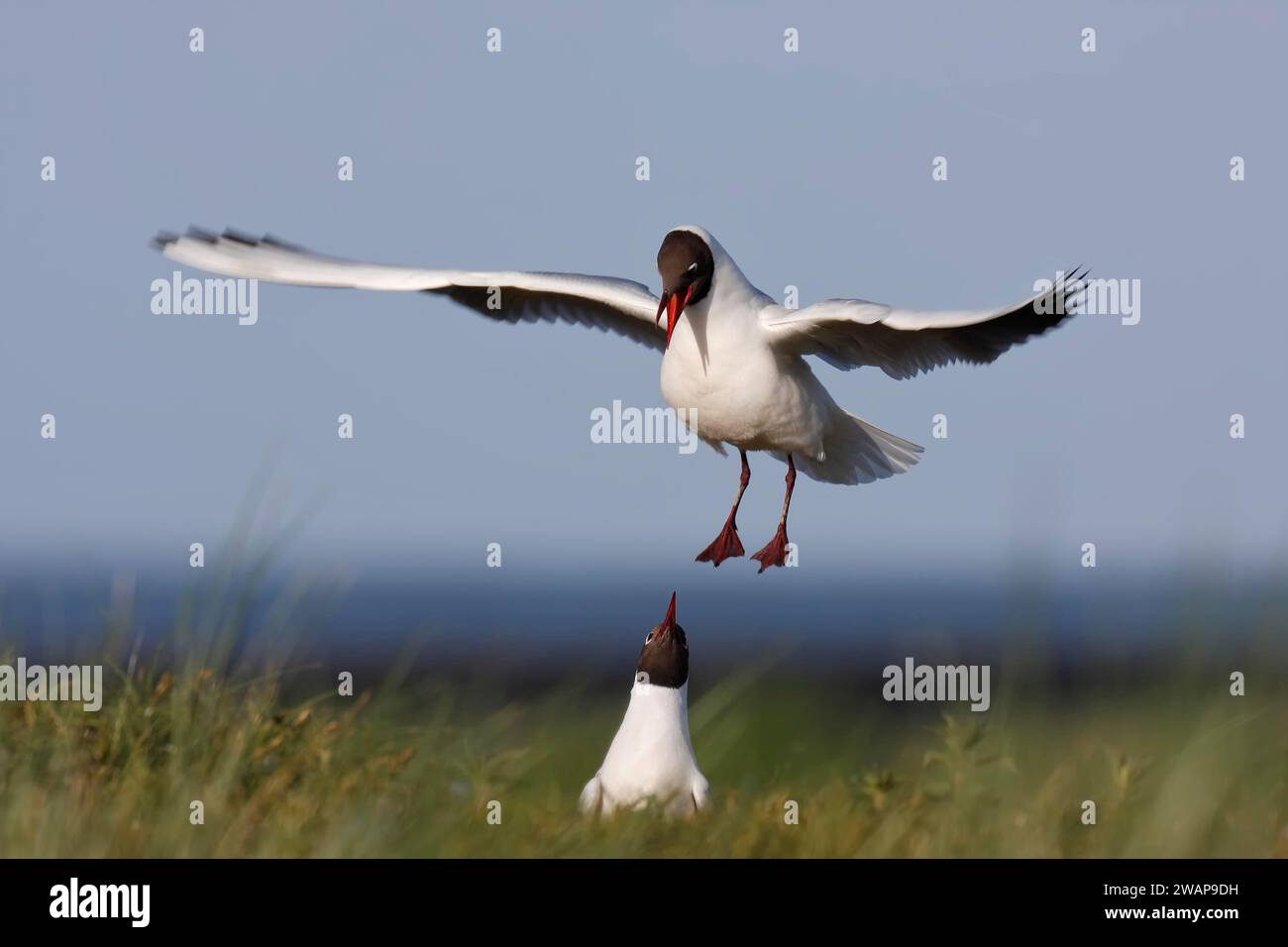Black-headed Black-headed Gull (Chroicocephalus ridibundus), pair ...