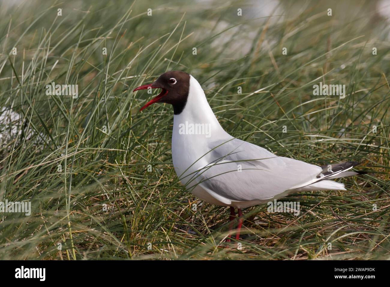 Black-headed Black-headed Gull (Chroicocephalus ridibundus), individual ...