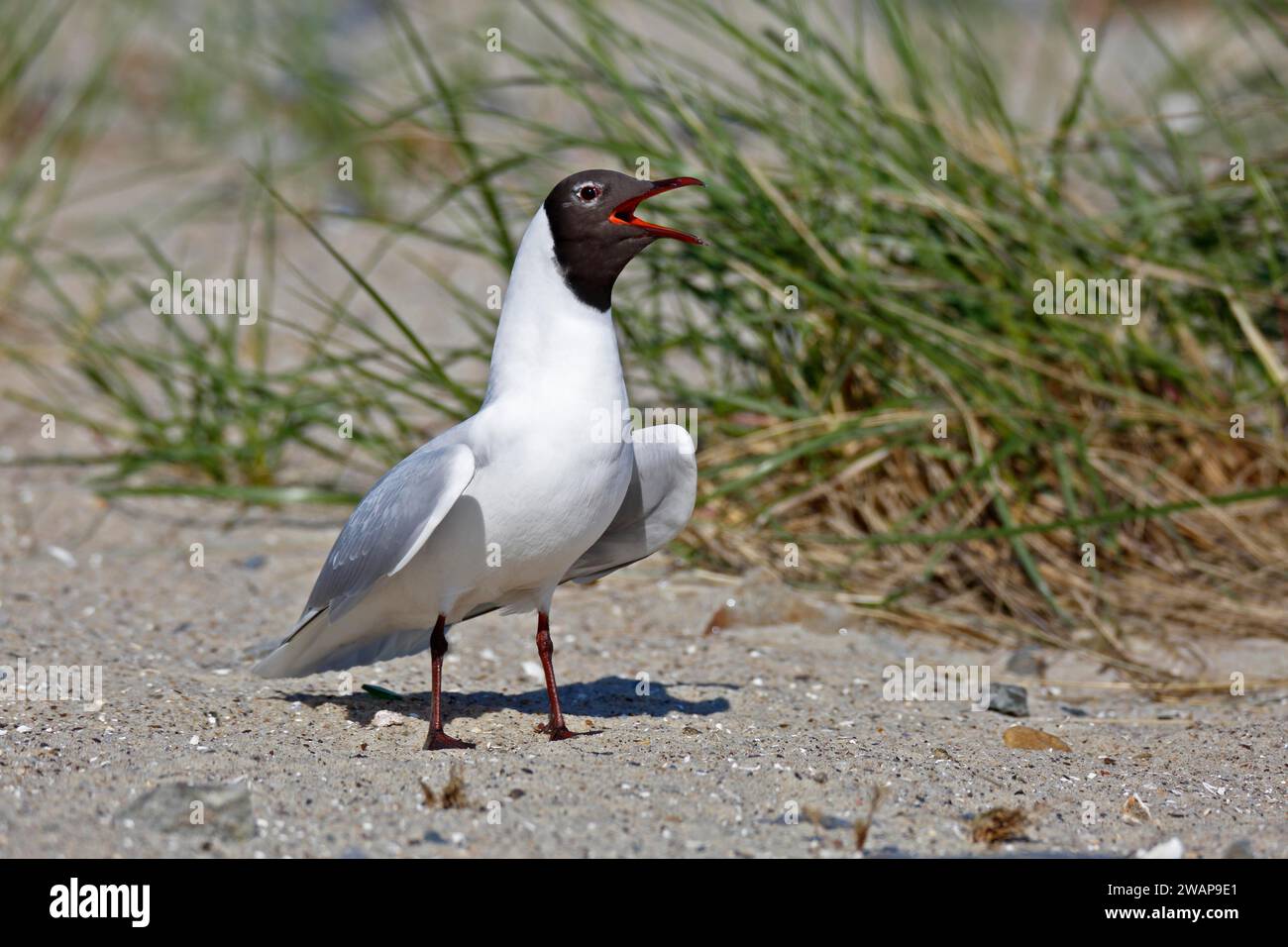 Black-headed Black-headed Gull (Chroicocephalus ridibundus), individual ...