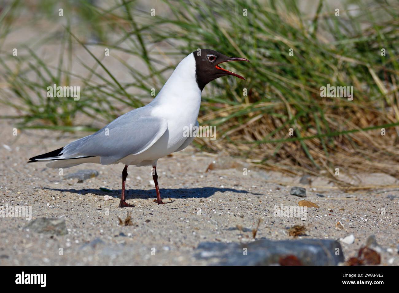 Black-headed Black-headed Gull (Chroicocephalus ridibundus), individual ...