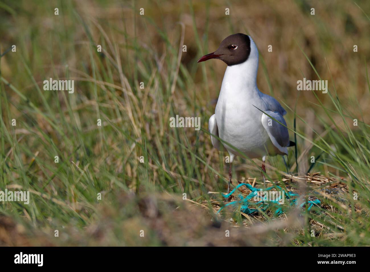 Black-headed gull (Chroicocephalus ridibundus), individual in the ...