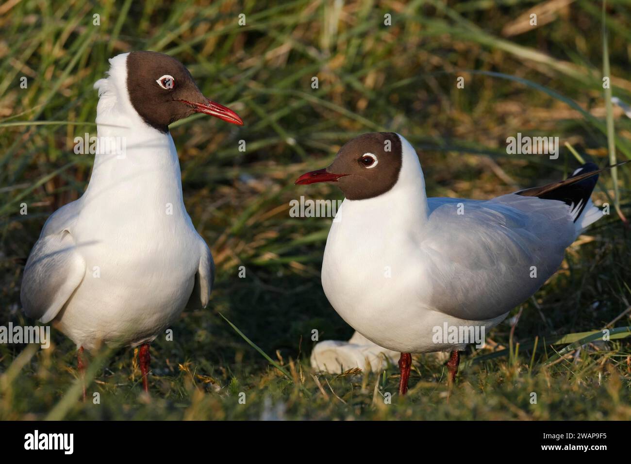 Black-headed Black-headed Gull (Chroicocephalus ridibundus), mating ...