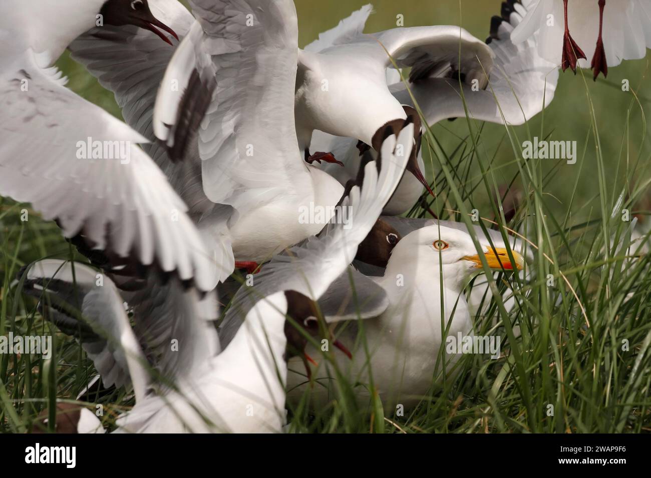 Black-headed Black-headed Gull (Chroicocephalus ridibundus), predation ...