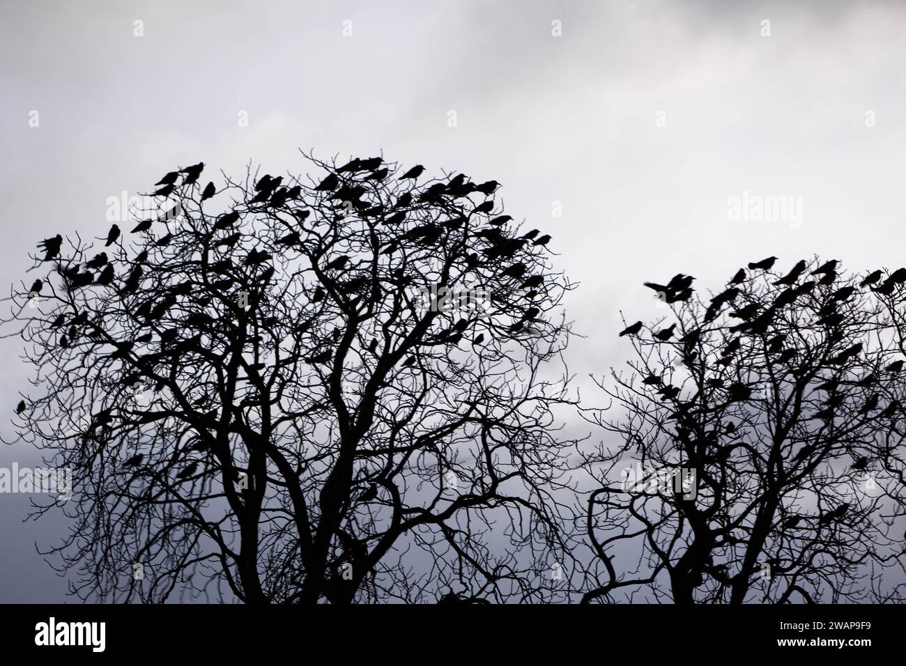 Roosting tree of a flock of crows, crows in a tree in the morning ...