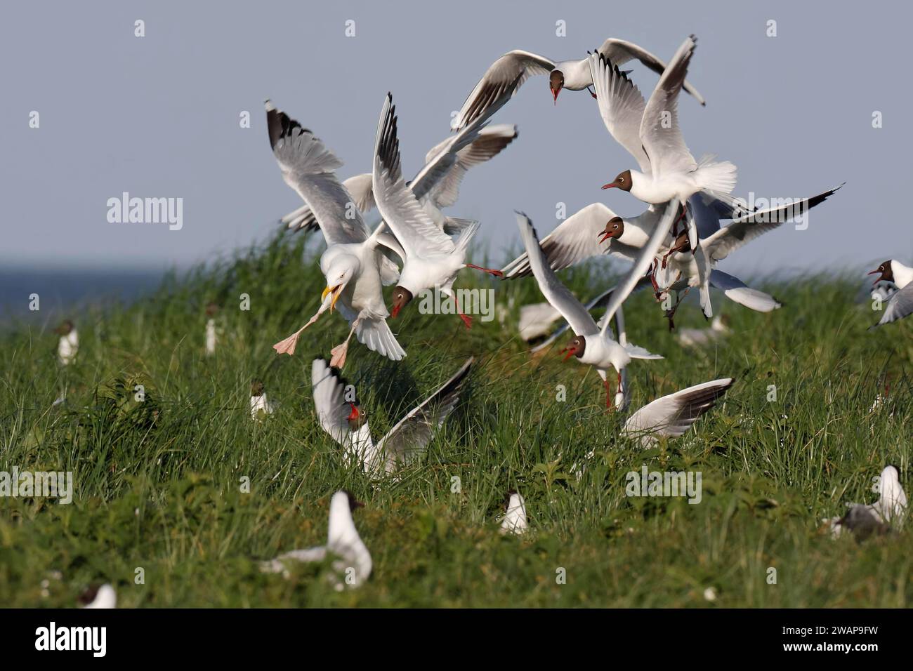 Black-headed Black-headed Gull (Chroicocephalus ridibundus), predation ...
