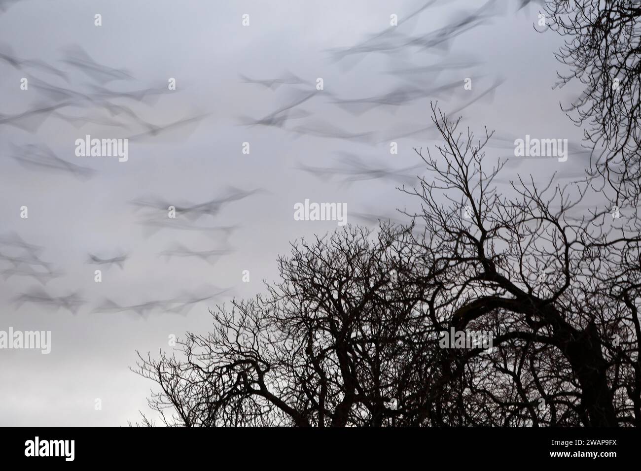 Roosting tree of a flock of crows, crows in a tree in the morning ...