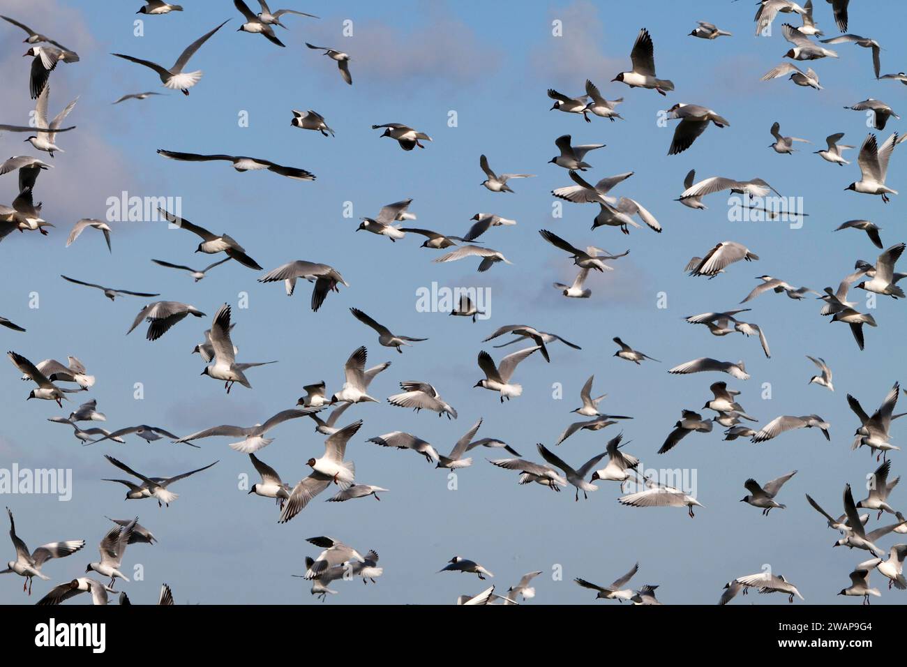 Black-headed Black-headed Gull (Chroicocephalus ridibundus), predation ...