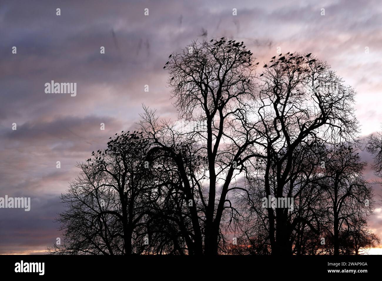 Roosting tree of a flock of crows, crows in a tree in the morning ...