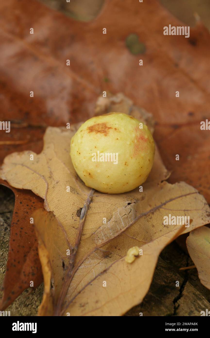Natural vertical closeup on a Cherry Gall wasp nest, Cynips ...