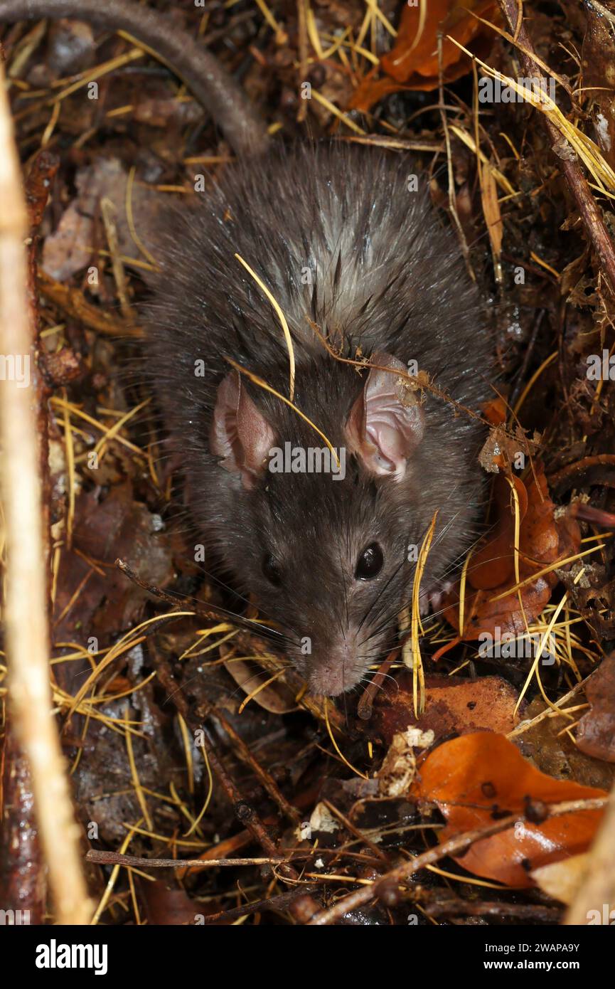 Detailed closeup on a furry and wed black rat, Rattus rattus, hiding ...