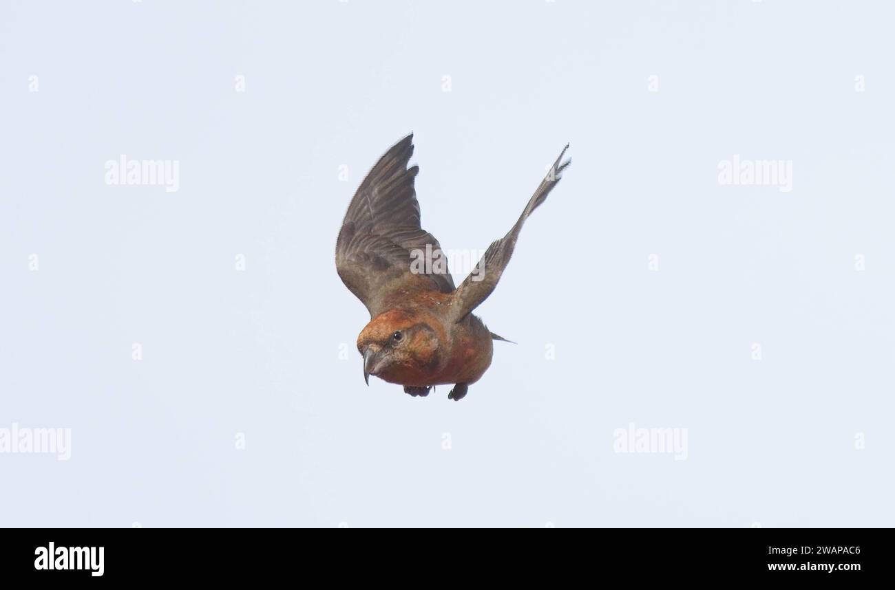 apturing the vibrant hues and distinctive flight pattern of a Common ...