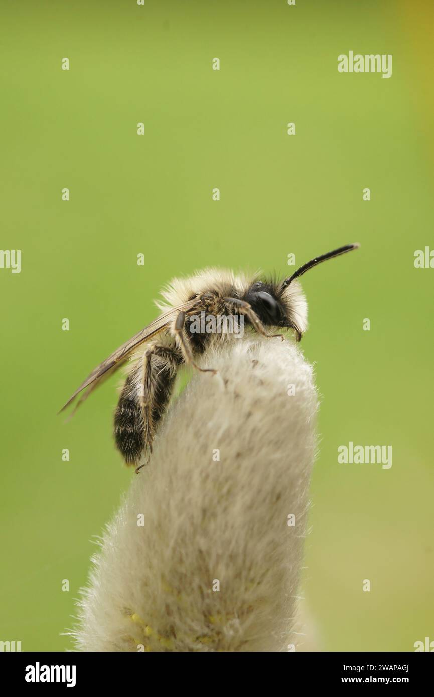 Detailed vertical closeup on a furry, cute male mining bee, Andrena ...