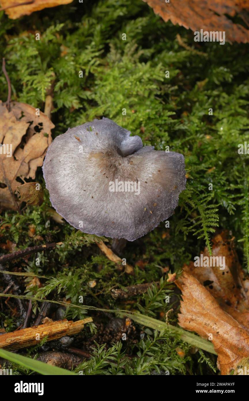 Stump pinkgill hi-res stock photography and images - Alamy