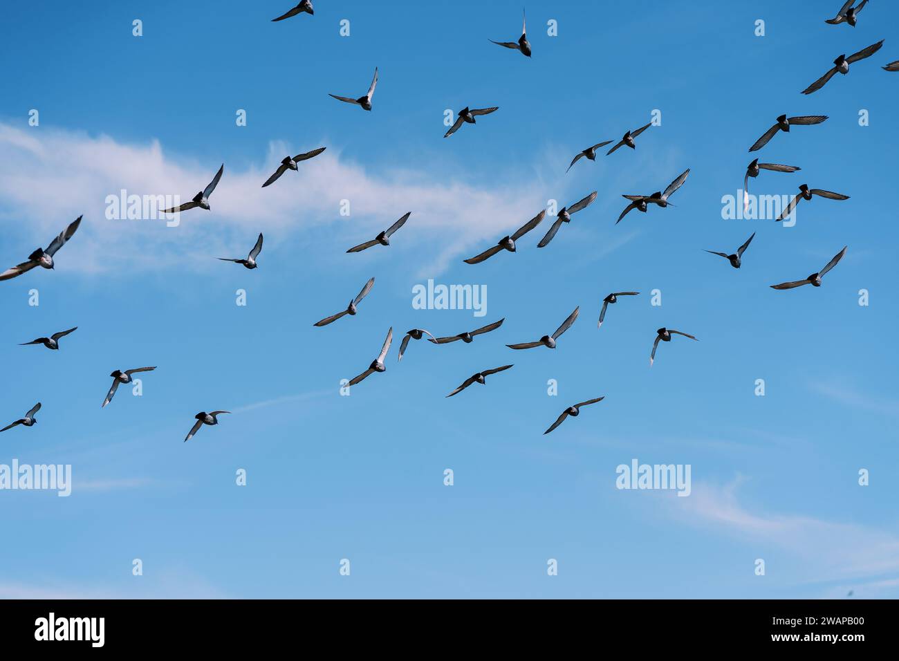 Flock birds soaring high in hi-res stock photography and images - Alamy