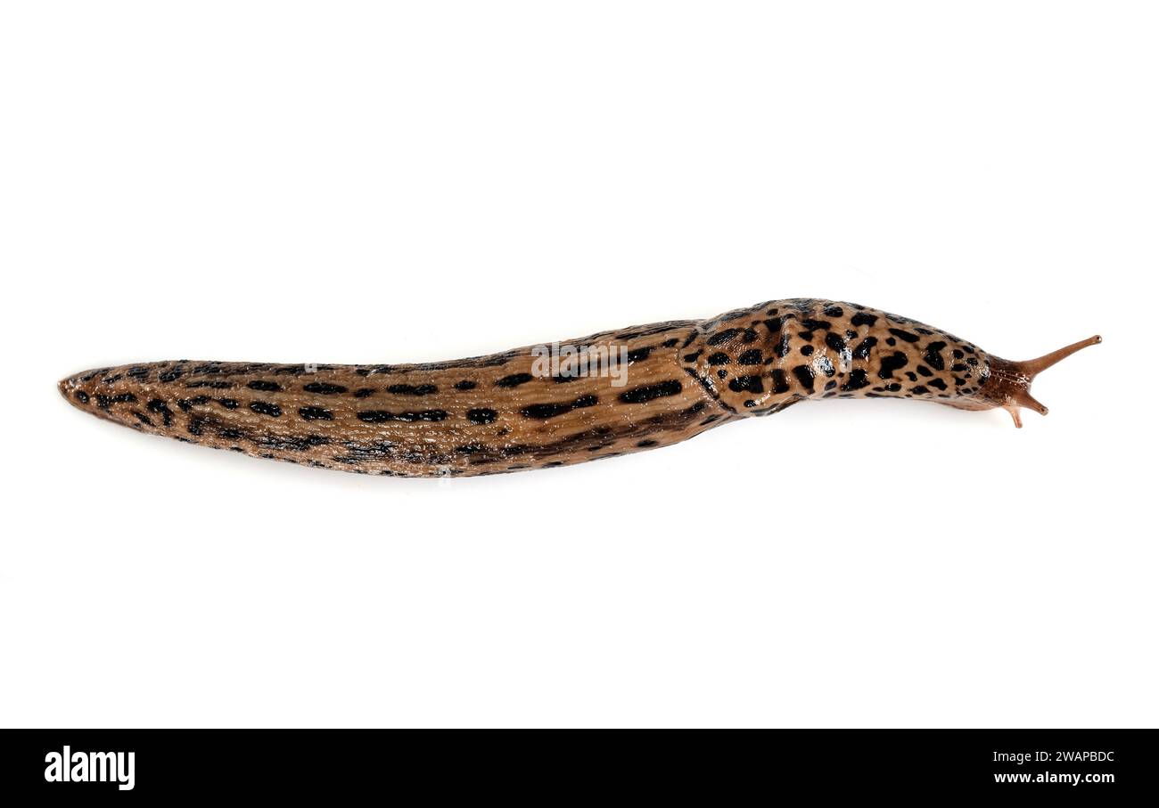 Limax maximus in front of white background Stock Photo - Alamy