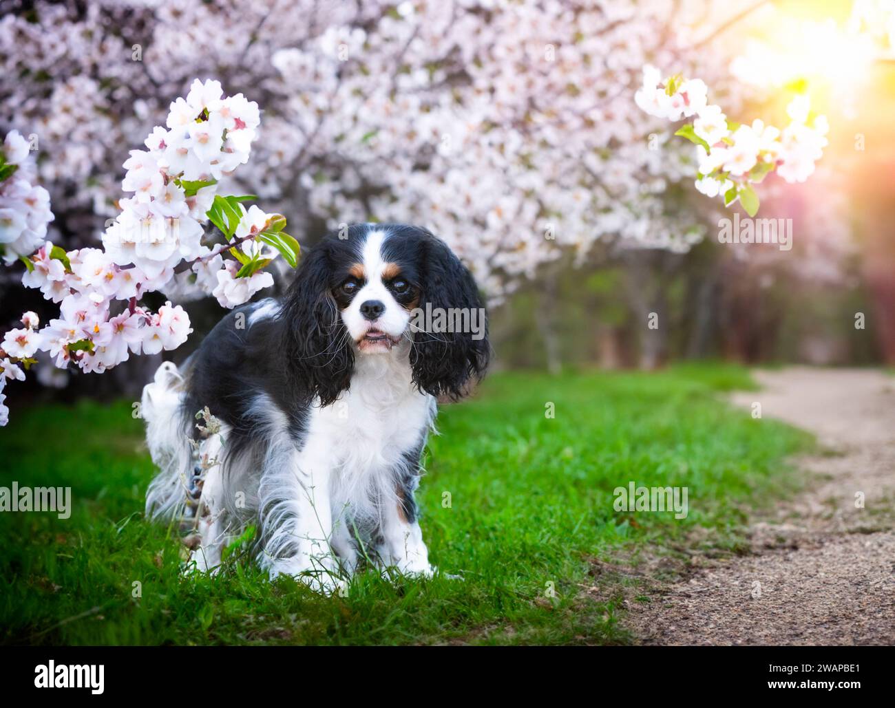 cavalier king charles staying in nature, in a garden Stock Photo - Alamy