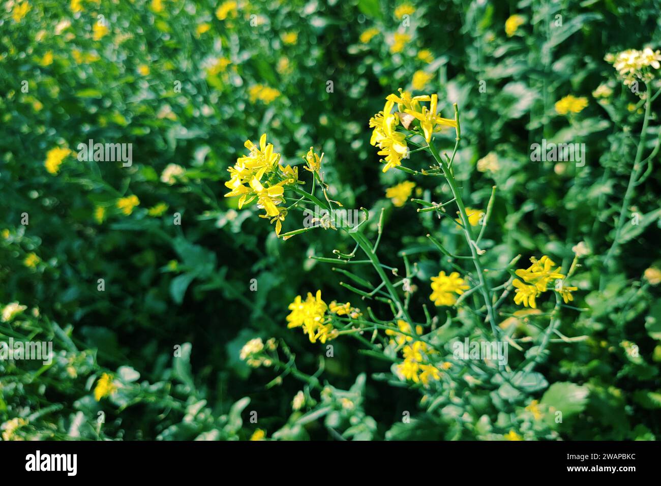 2024 best mustard flower hi-res stock photography and images - Alamy