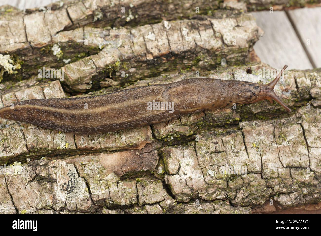 Natural closeup of a grey leopard slug, Limax maximus, on the ground in ...