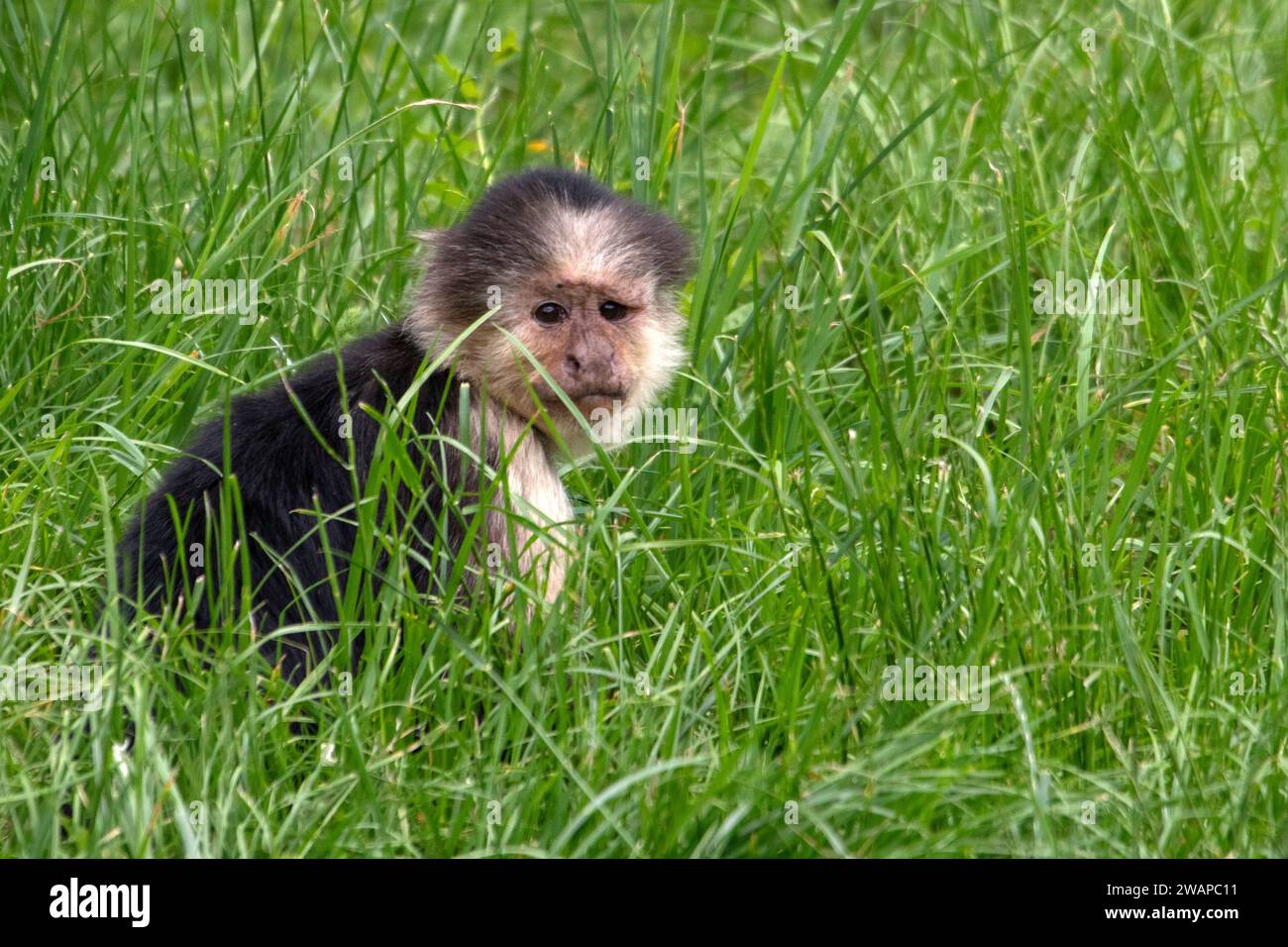White shouldered capuchin hi-res stock photography and images - Alamy