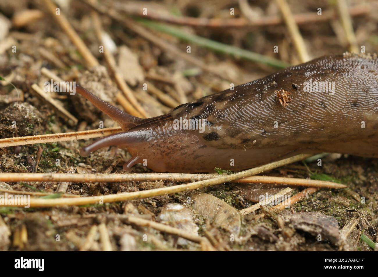 Natural closeup of a grey leopard slug, Limax maximus, on the ground in ...