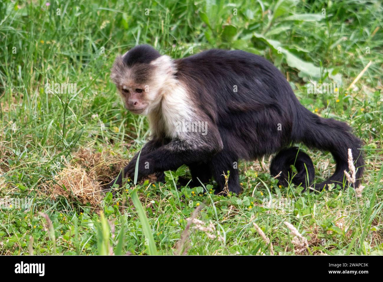 White shouldered capuchin hi-res stock photography and images - Alamy