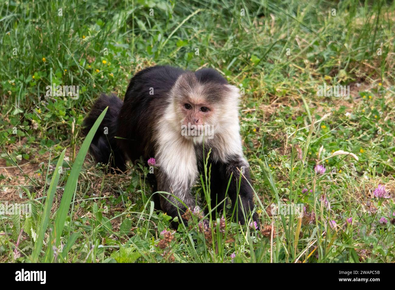 White shouldered capuchin hi-res stock photography and images - Alamy