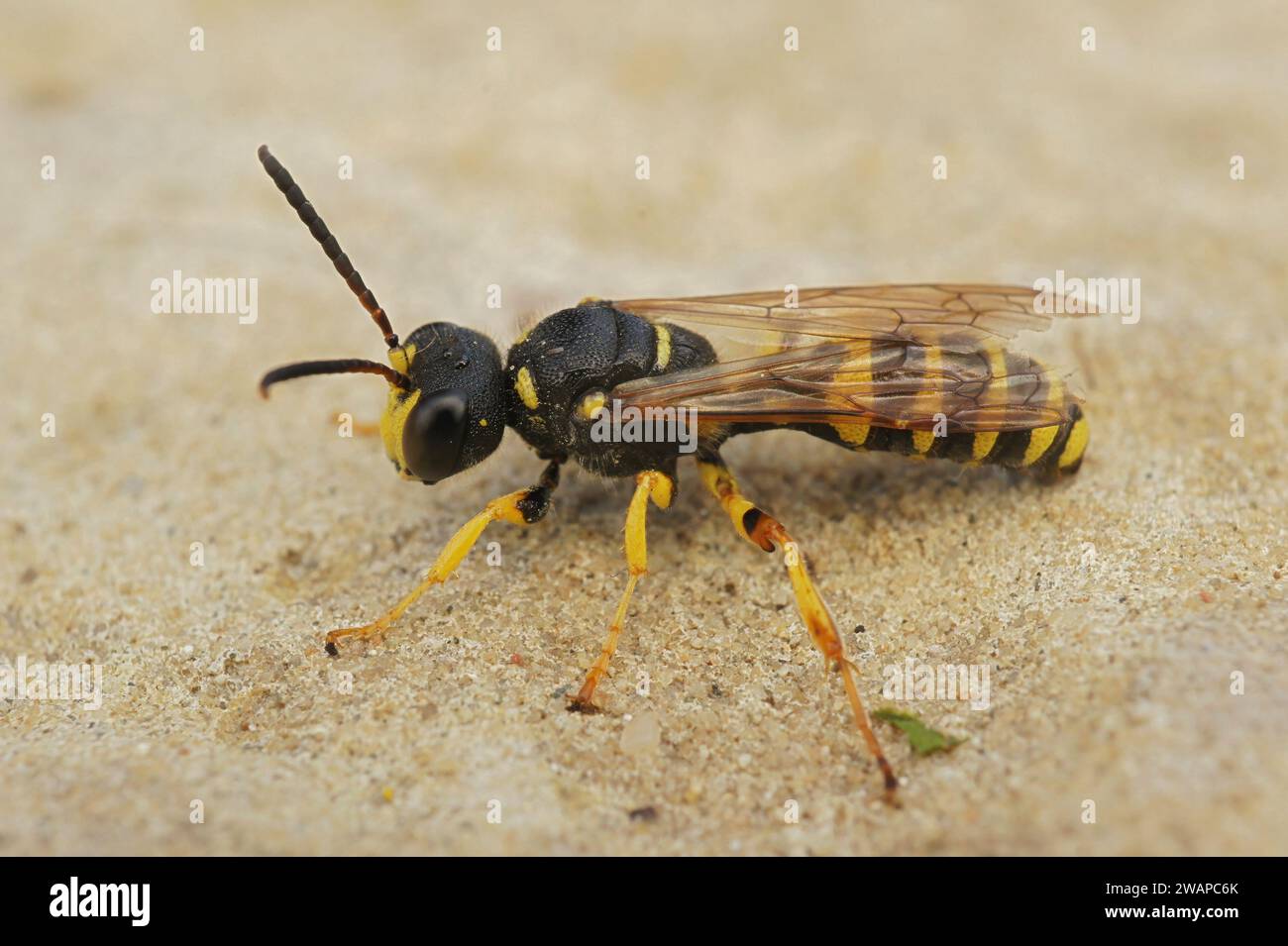 Detailed closeup on a Sand Tailed Digger Wasp , Cerceris arenaria ...