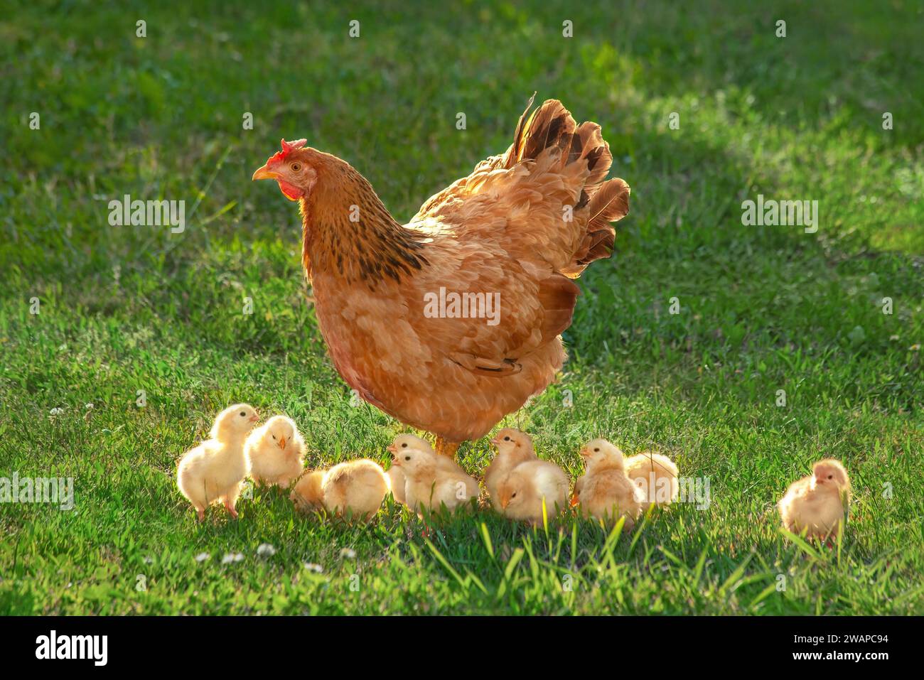Free range hen with chicks in a rural yard. Hen and chickens in a grass ...