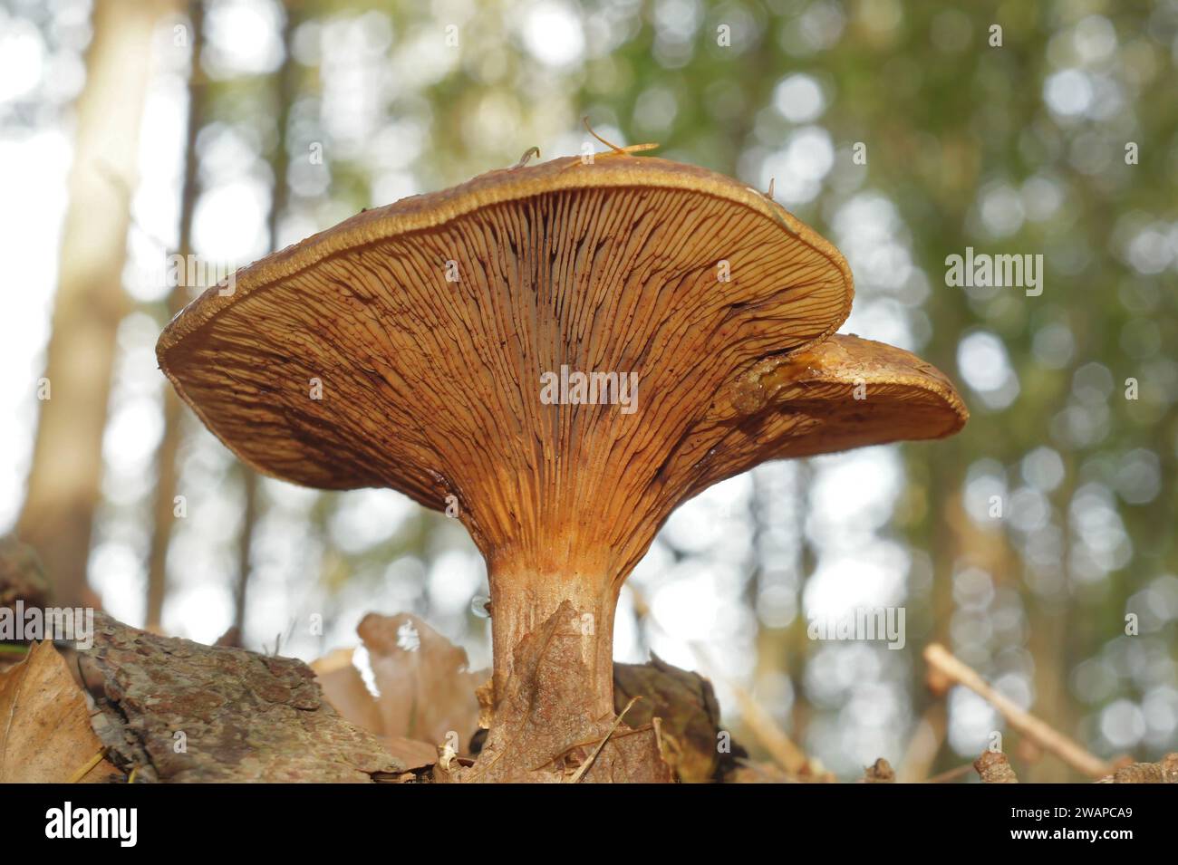 Natural low angle closeup on a brown or common roll-rim mushroom ...