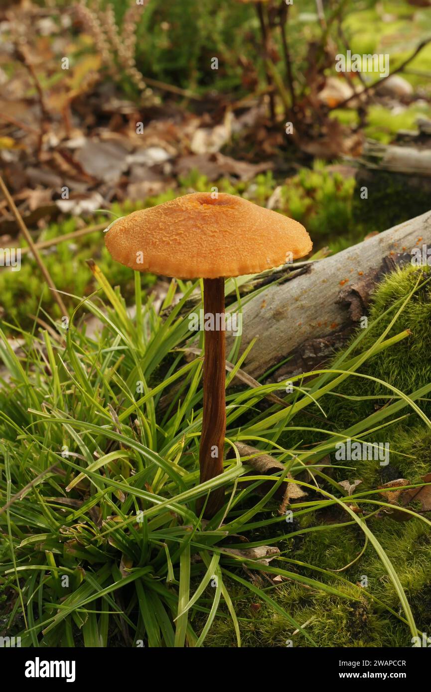 Laccaria proxima mushroom hi-res stock photography and images - Alamy
