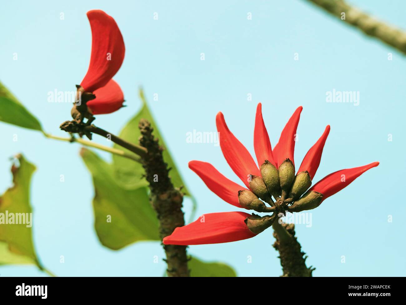 Beautiful Orange Red Flowers of Coast Coral Tree on Easter Island ...