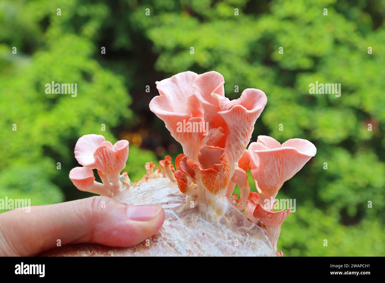 Hand Holding a Mycelium of the Immature Pink Oyster Mushrooms Stock ...