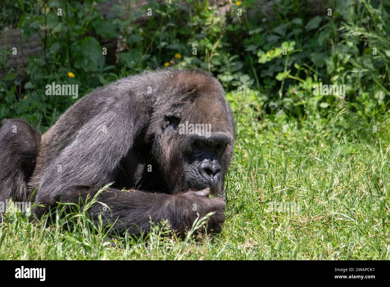 Close-up of a female gorilla lying on the grass Stock Photo - Alamy