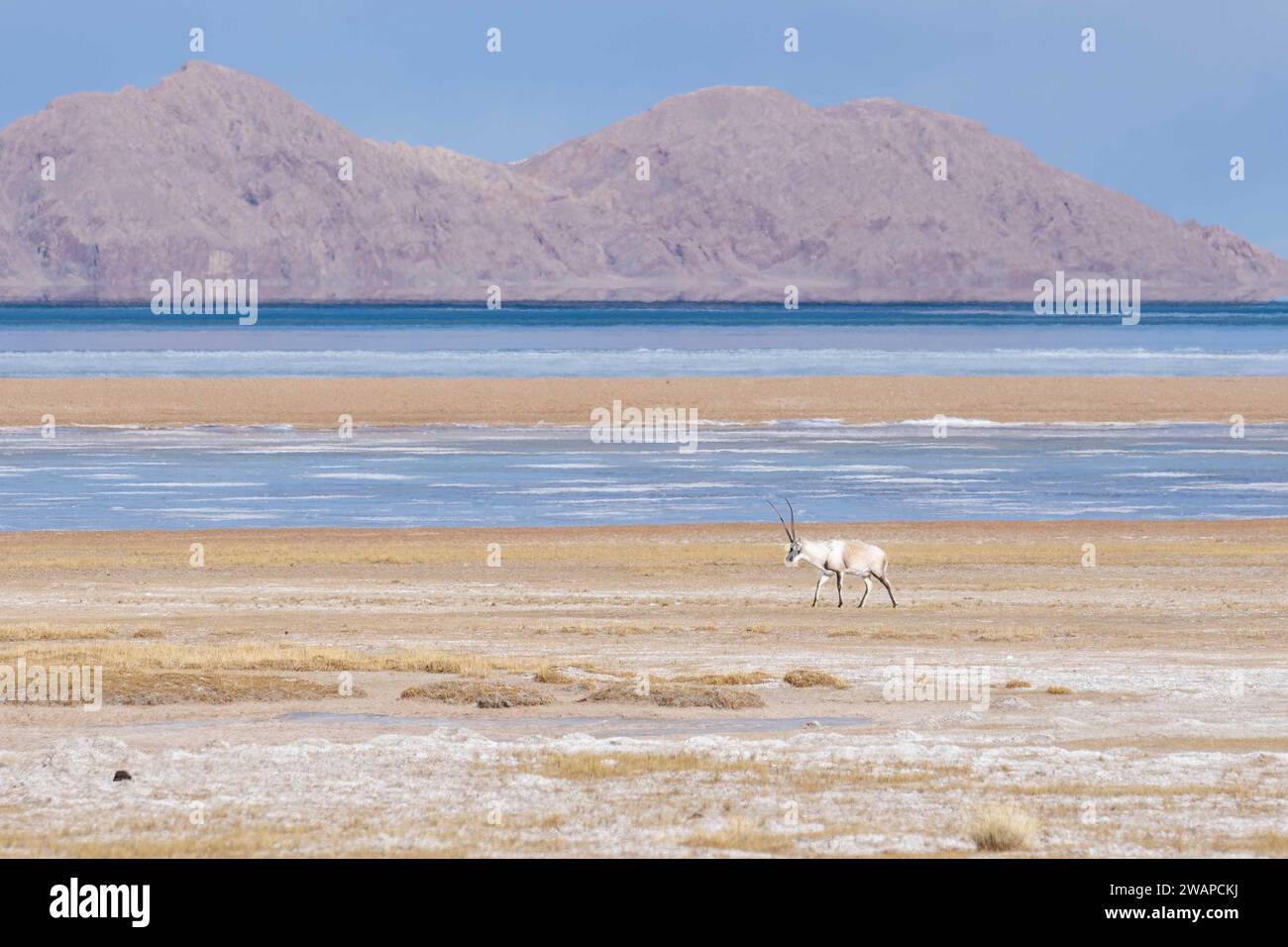Lhasa. 5th Jan, 2024. A Tibetan antelope is seen near Serling Tso Lake ...