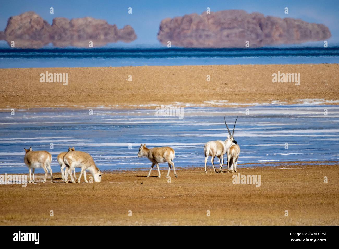 Lhasa. 5th Jan, 2024. Tibetan antelopes are seen near Serling Tso Lake ...