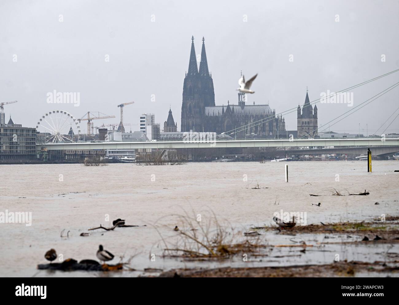 Cologne, Germany. 06th Jan, 2024. View of the flooded Rhine in front of ...