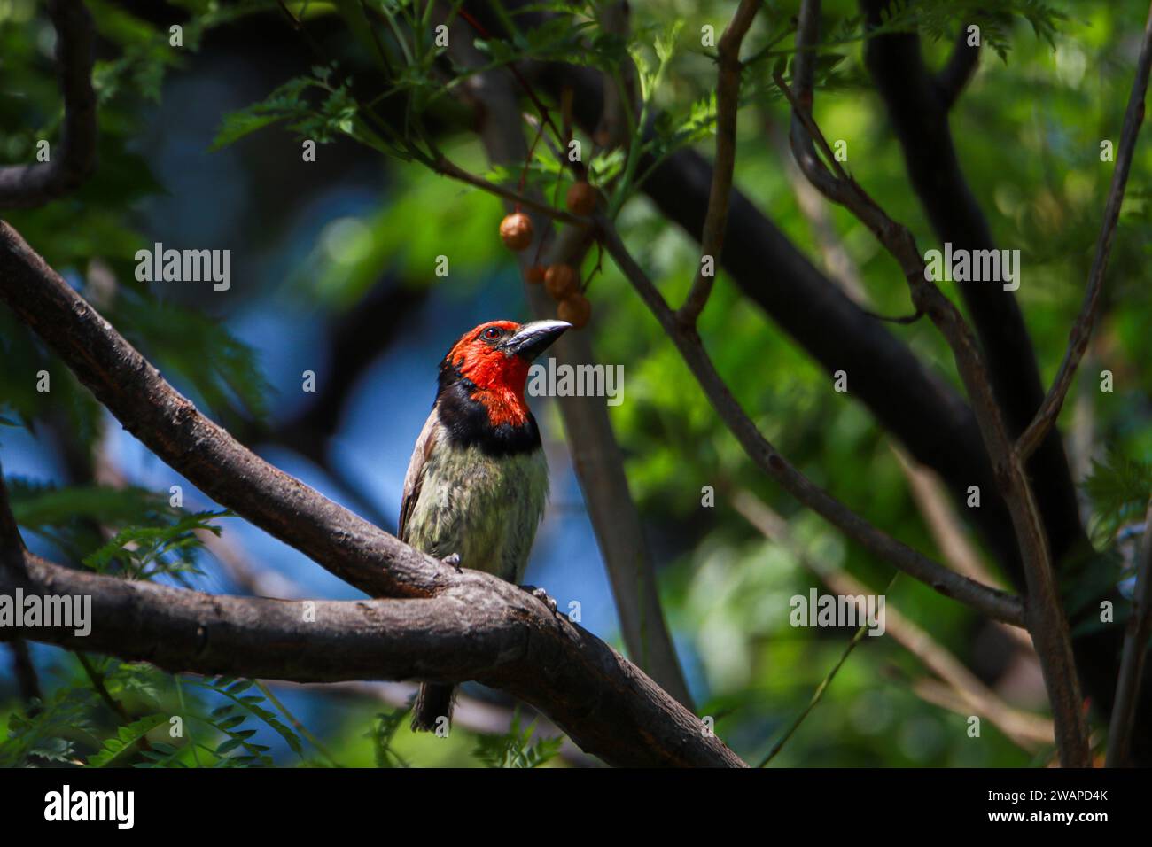 Black collared barbet lybius torquatus hi-res stock photography and ...