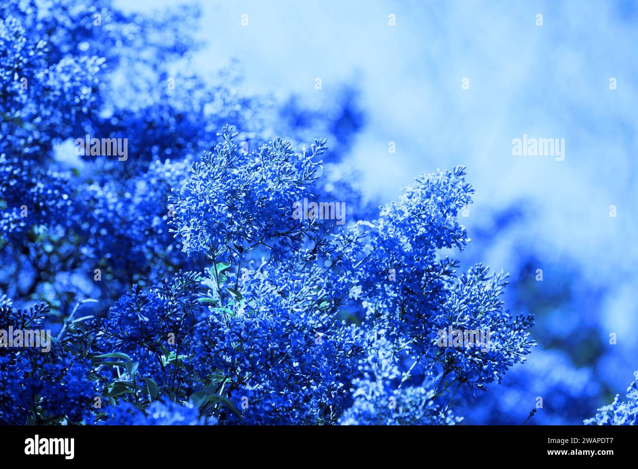 Blue lilac bush (Syringa) in the garden. Spring floral background Stock ...