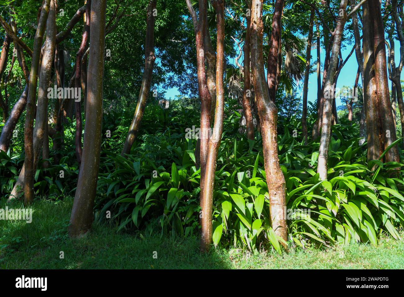Rainforest in cuba hi-res stock photography and images - Alamy