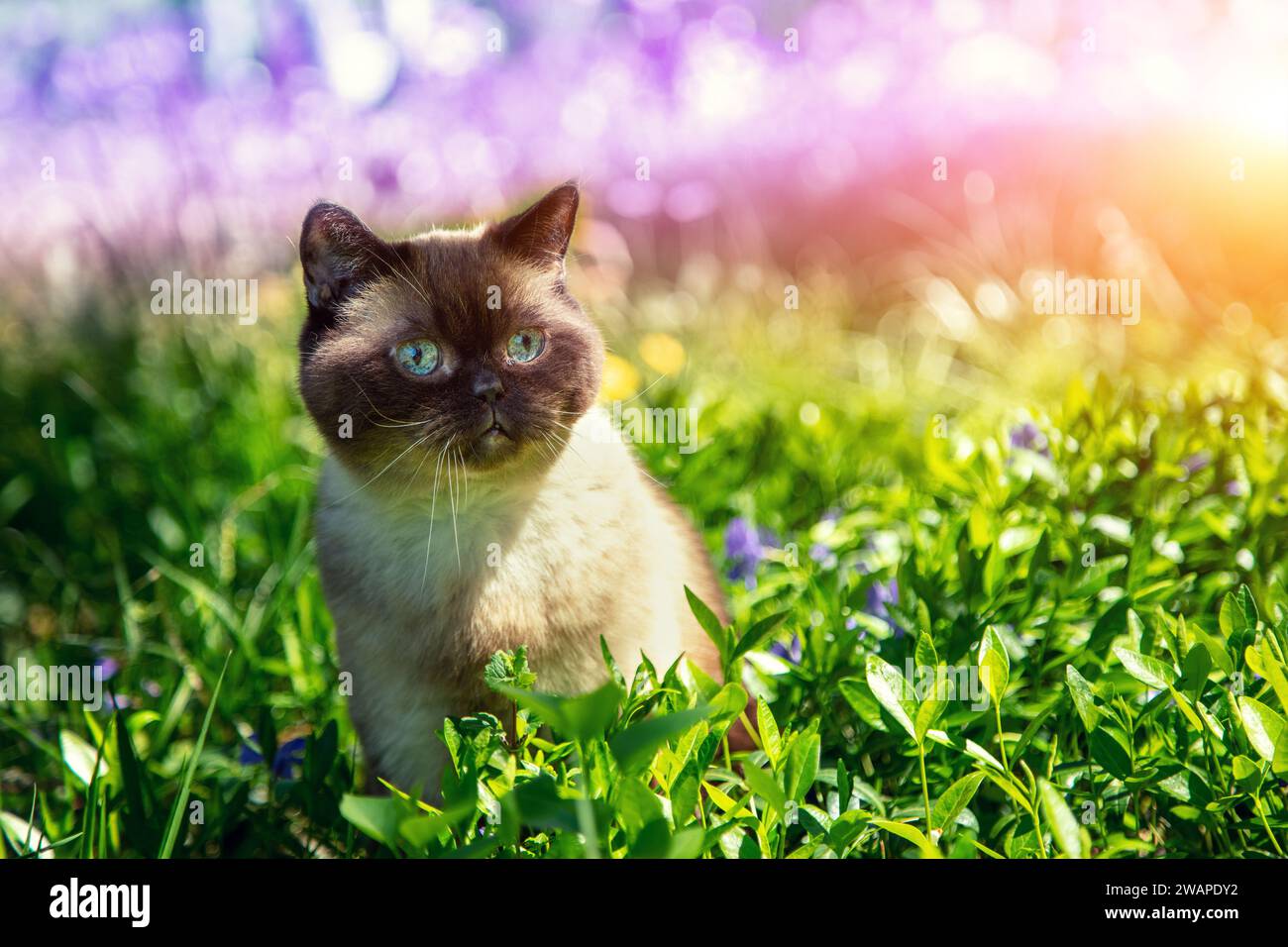 Periwinkle flowers hi-res stock photography and images - Alamy