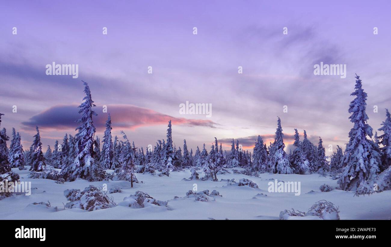 beautiful sunset in the forest Stock Photo - Alamy