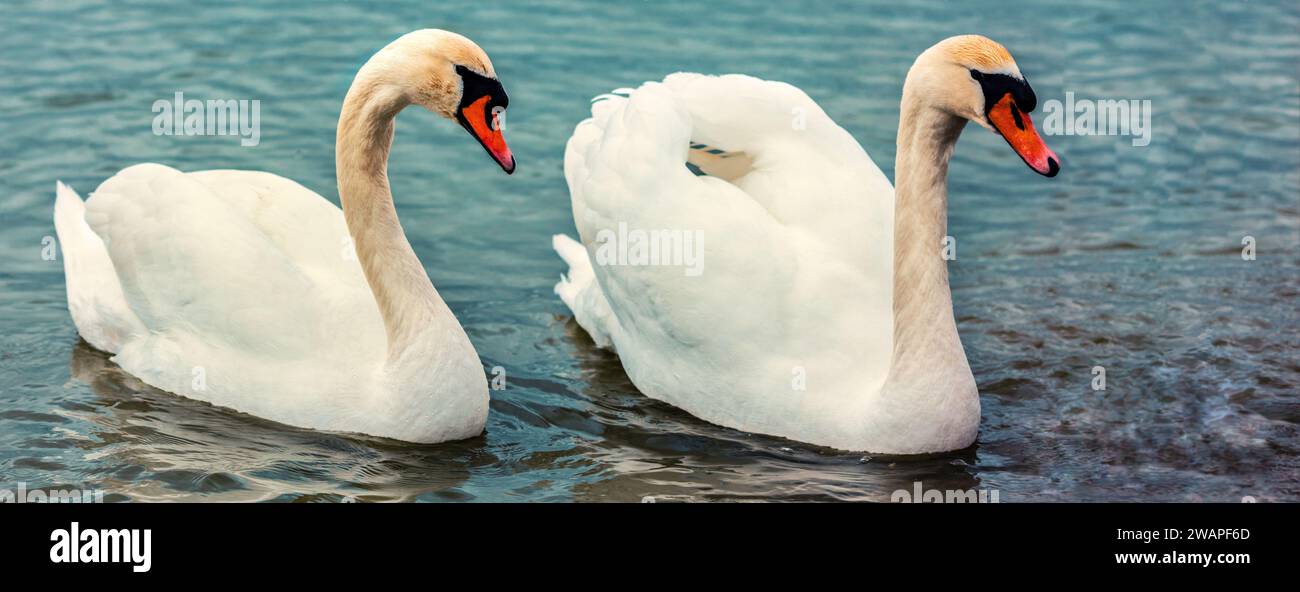 A pair of swans swim together in the lake. Horizontal banner Stock ...
