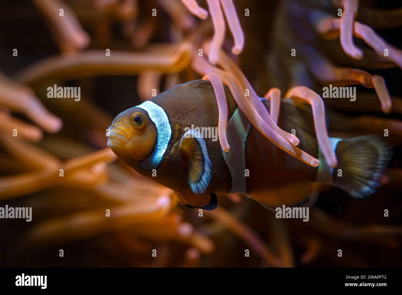 Clown Anemonefish - Amphiprion ocellaris, small beautiful colored ocean ...