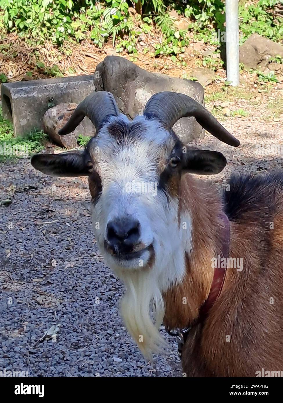 Bearded goat hi-res stock photography and images - Alamy