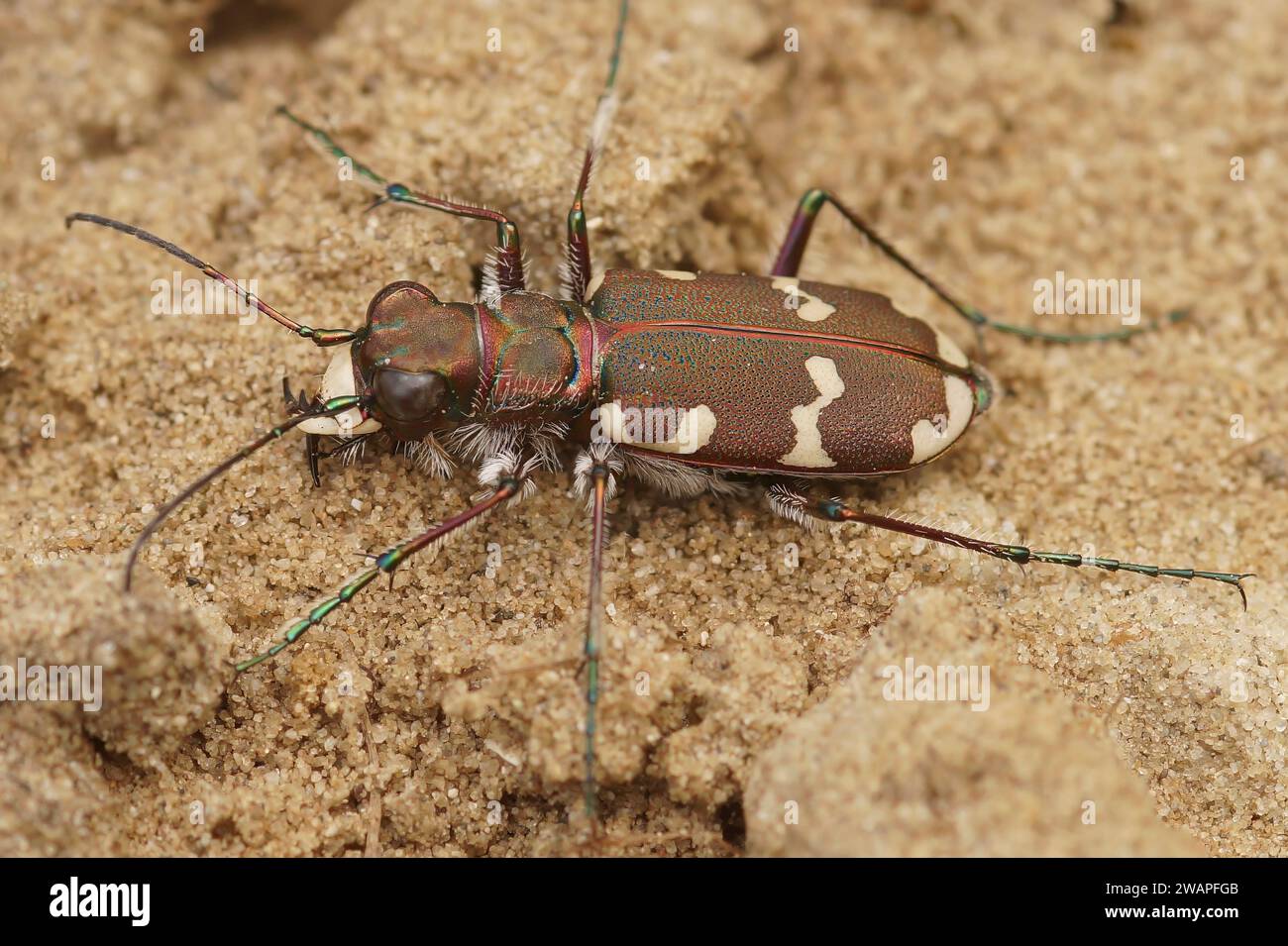 Natural closeup on the brown Northern Dune tiger beetle, Cicindela ...