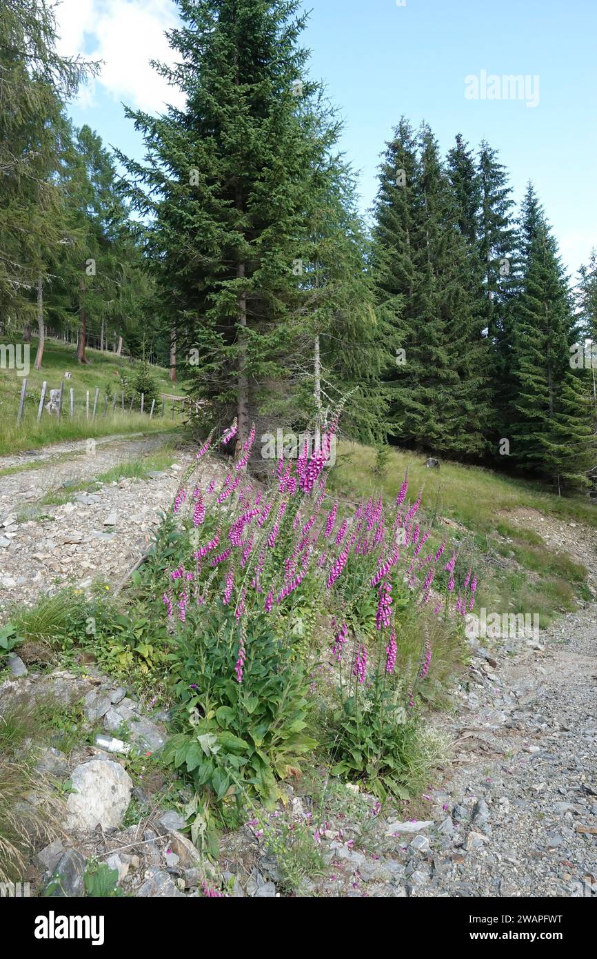 Wildflowers growing on roadside hi-res stock photography and images - Alamy