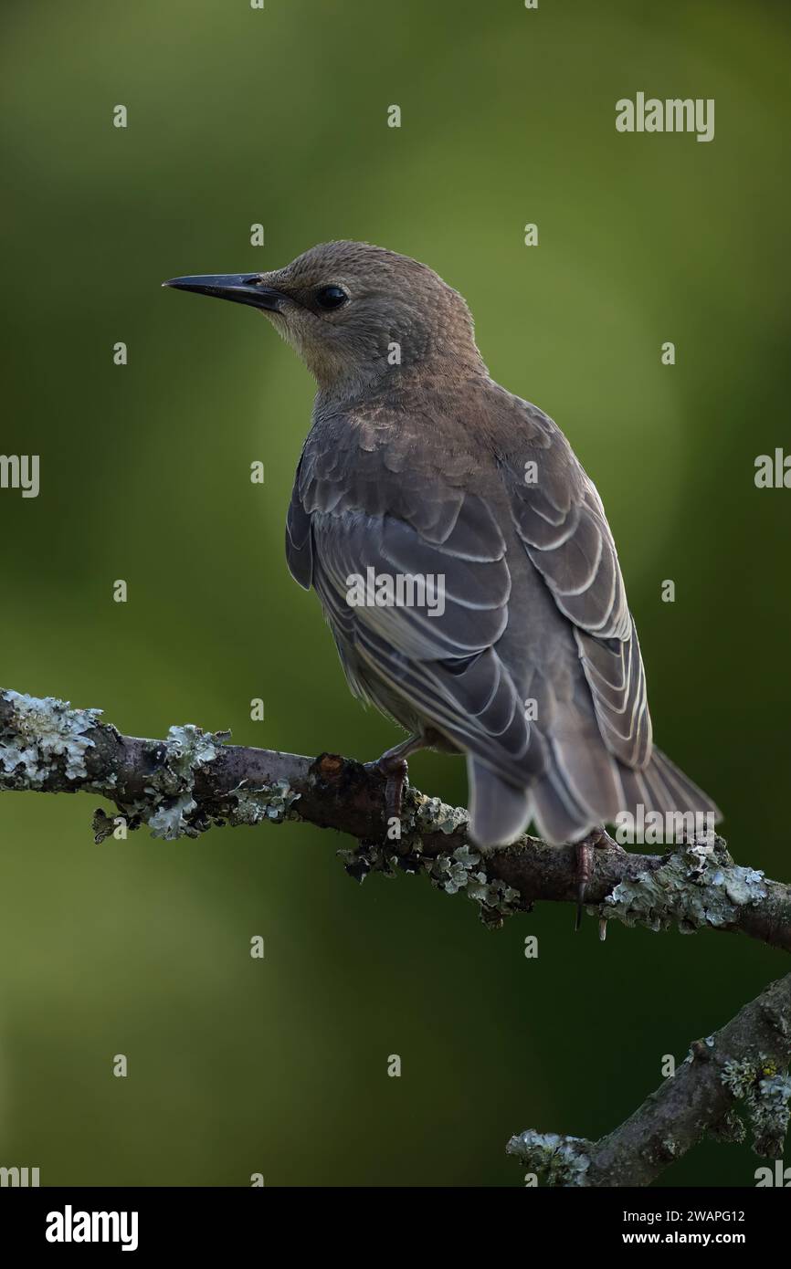 Starling (Common), Sturnus vulgaris, Mid Wales, uk Stock Photo - Alamy